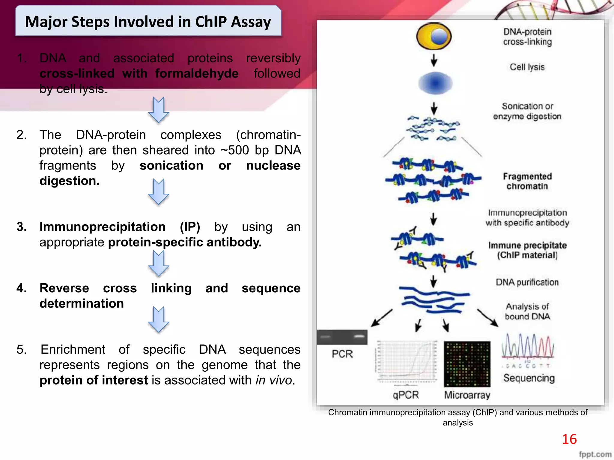 Epigenetic | PPTX