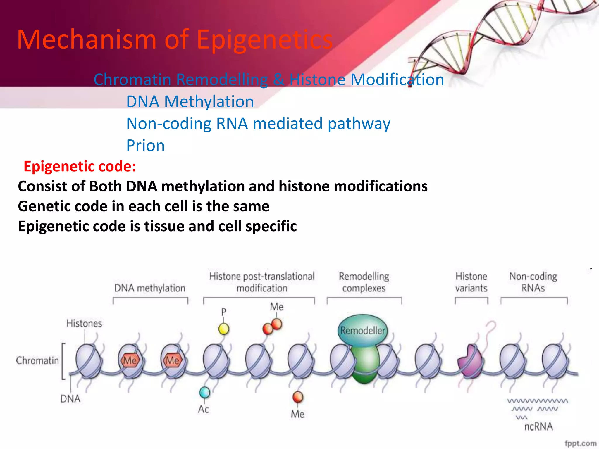 Epigenetic | PPTX