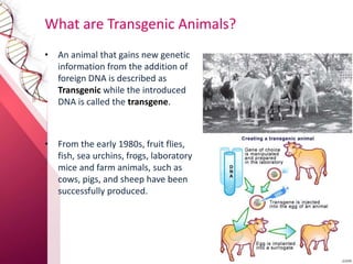 transgenics | PPTX