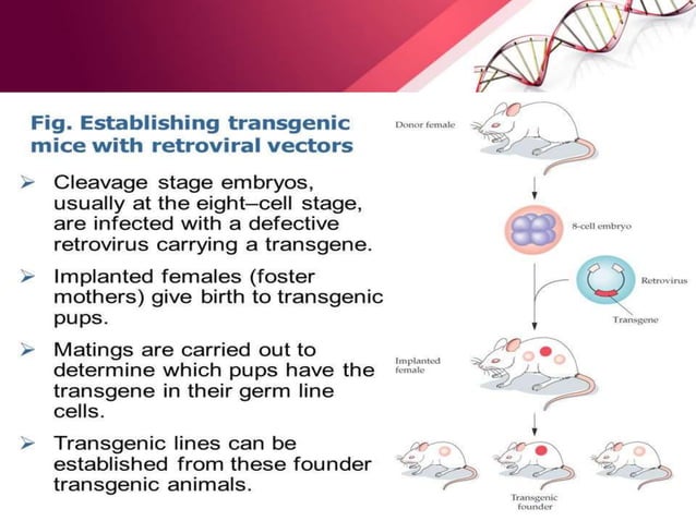 transgenics | PPT