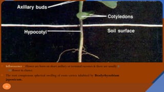 588397096-11-SOYBEAN-Ppt.pptx soybean s= | PPTX