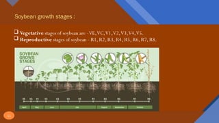 588397096-11-SOYBEAN-Ppt.pptx soybean s= | PPTX