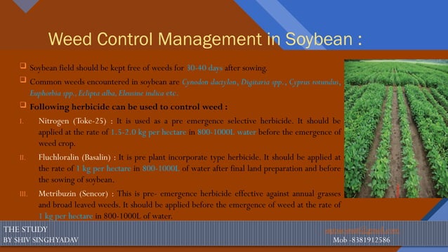 588397096-11-SOYBEAN-Ppt.pptx soybean s= | PPT