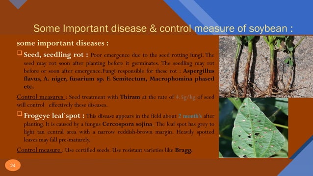 588397096-11-SOYBEAN-Ppt.pptx soybean s= | PPT