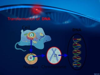 Structure Of DNA | PPT