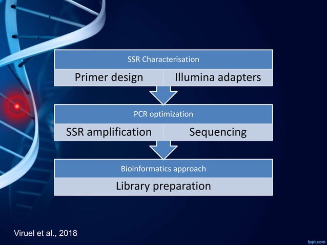 Mapping- Microsatellite Based Method | PPTX | Genetics | Science