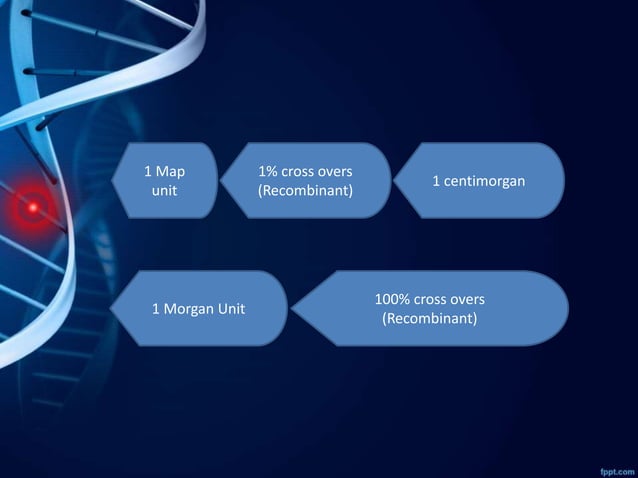 Mapping- Microsatellite Based Method | PPTX | Genetics | Science