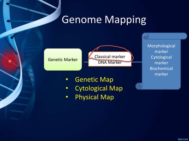 Mapping- Microsatellite Based Method | PPTX | Genetics | Science
