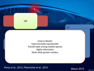 Mapping- Microsatellite Based Method | PPTX
