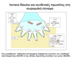 Klinikh Eikona ths Myasthenias - Amelia Evoli (Greek) | PPS