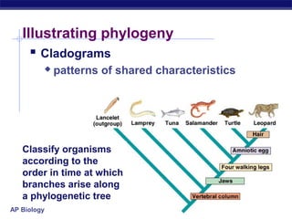 58 ch25phylogeny2005 | PPT