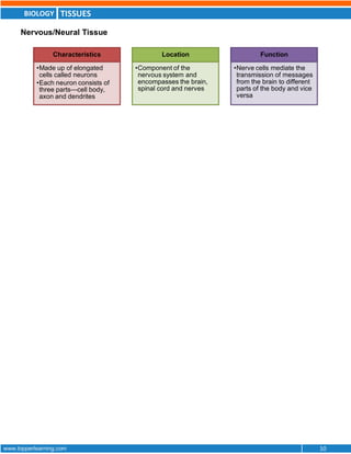 tissues (class- 9th notes) | PDF