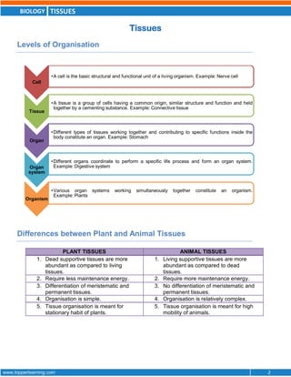 tissues (class- 9th notes) | PDF