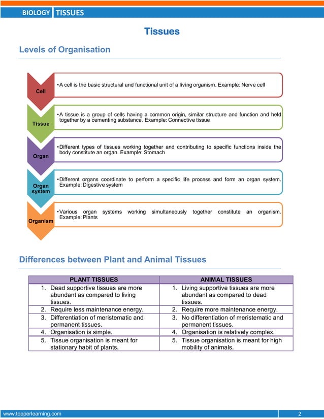 tissues (class- 9th notes) | PDF