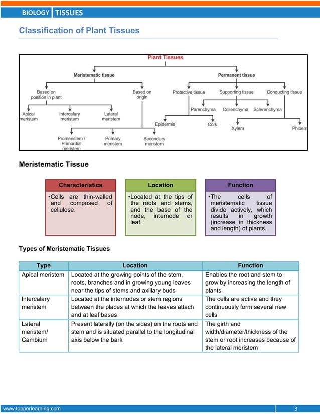 tissues (class- 9th notes) | PDF