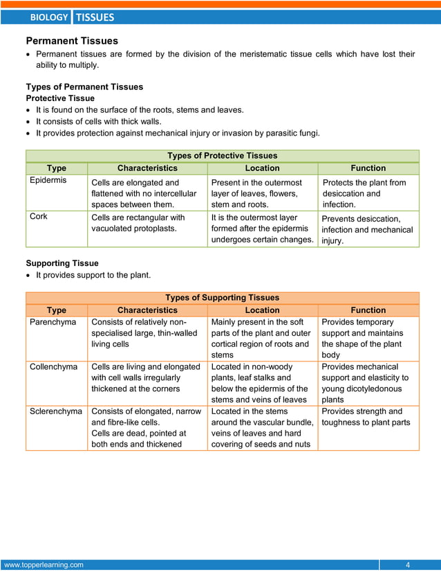 tissues (class- 9th notes) | PDF