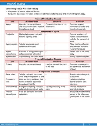 tissues (class- 9th notes) | PDF