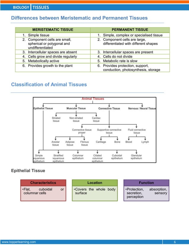 tissues (class- 9th notes) | PDF