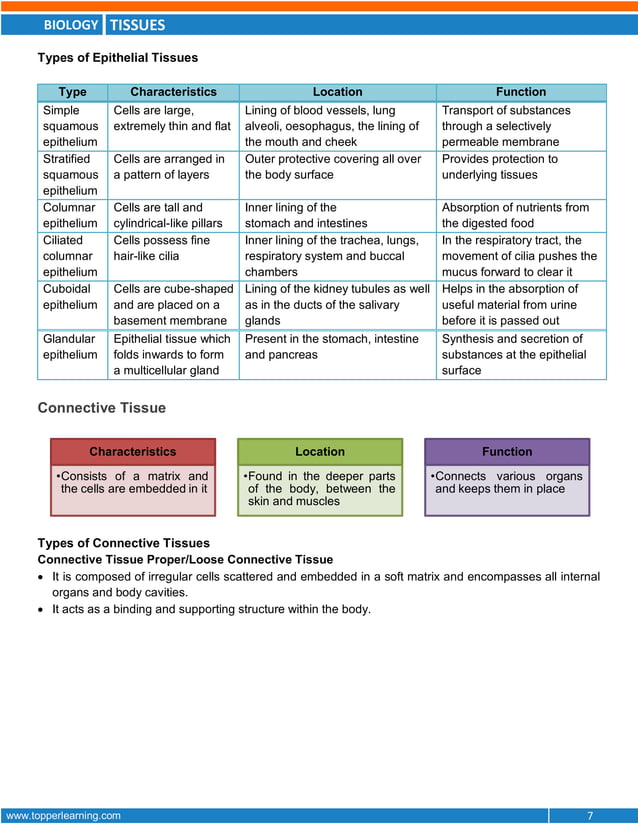 tissues (class- 9th notes) | PDF