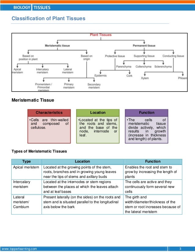 tissues (class- 9th notes)