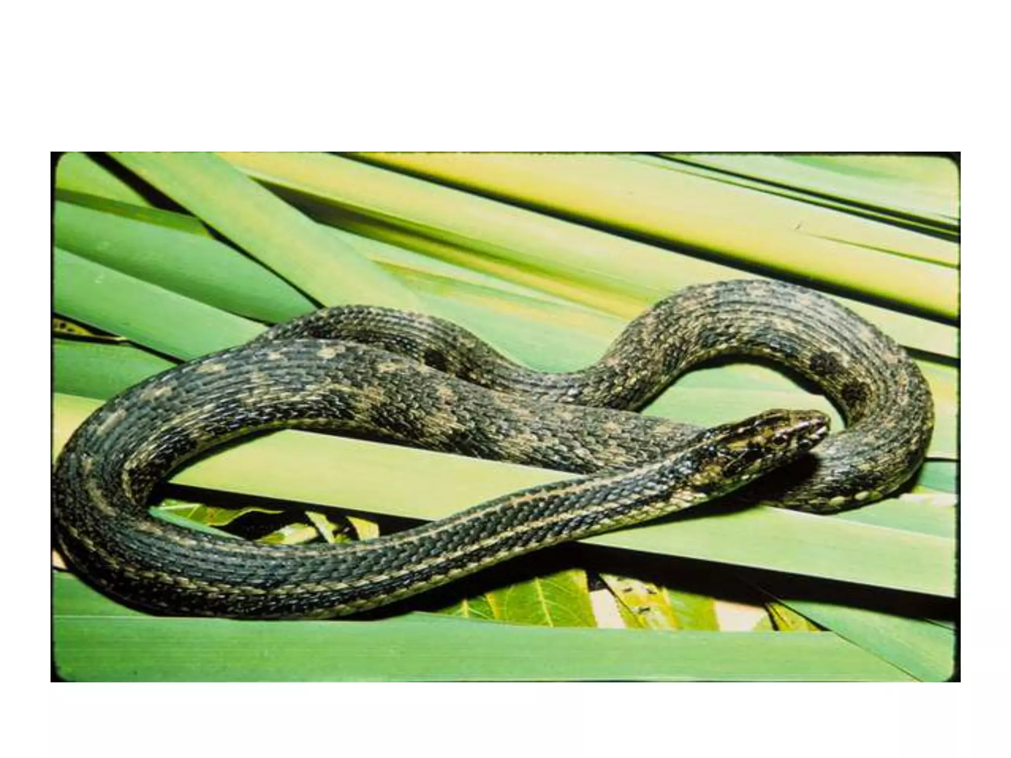 59.wild life snakes of the world a study A Presentation By Mr. Allah ...