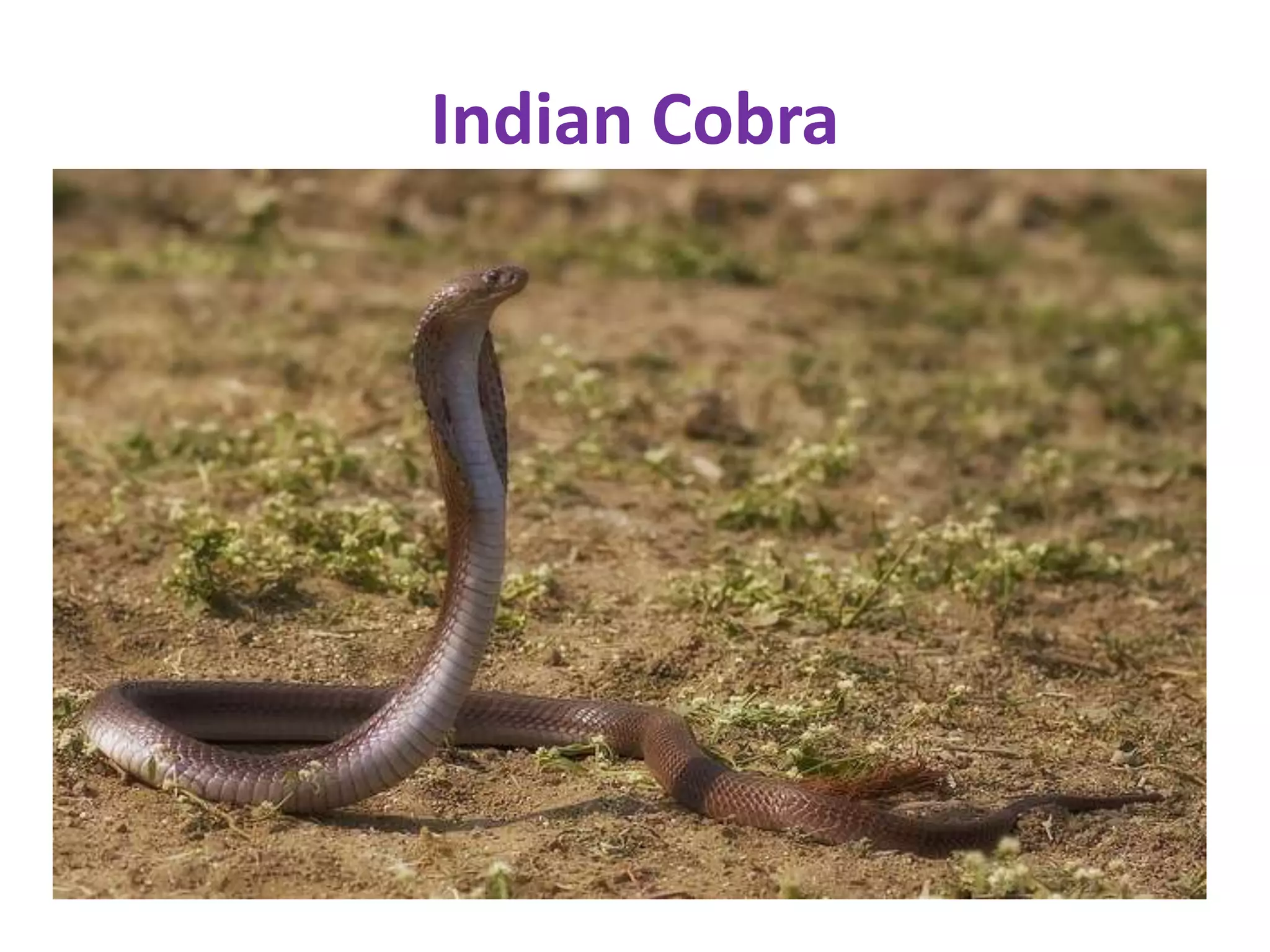 59.wild life snakes of the world a study A Presentation By Mr. Allah ...