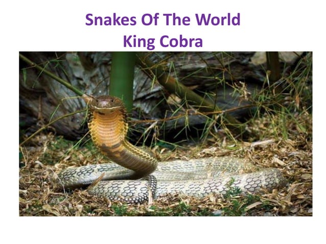 59.wild life snakes of the world a study A Presentation By Mr. Allah ...