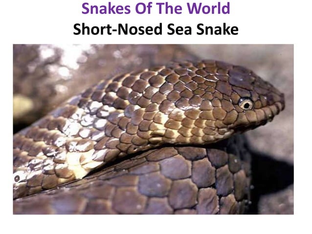59.wild life snakes of the world a study A Presentation By Mr. Allah ...