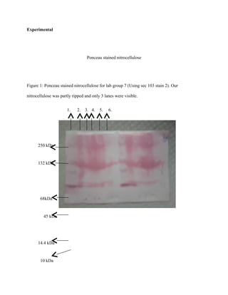 western blot report | PDF