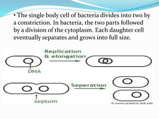 Reproduction and growth of bacteria by Tanzir | PPTX