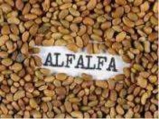 Alfalfa Seeds | PPTX
