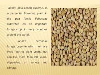 Alfalfa Seeds | PPTX
