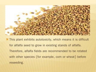 Alfalfa Seeds | PPTX