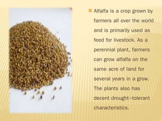 Alfalfa Seeds | PPTX