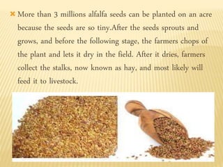 Alfalfa Seeds | PPTX