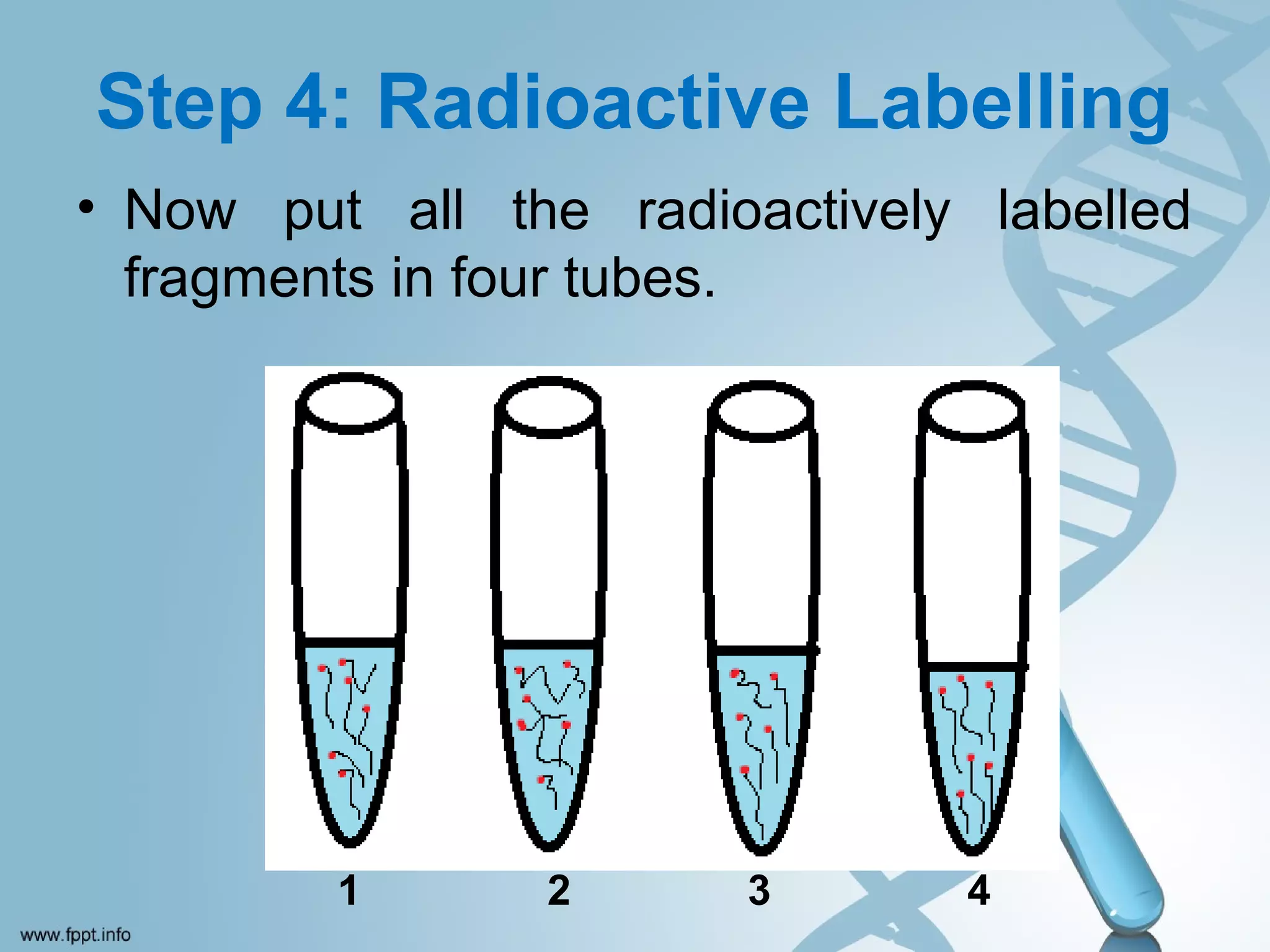 Maxam-Gilbert method of DNA sequencing | PPT