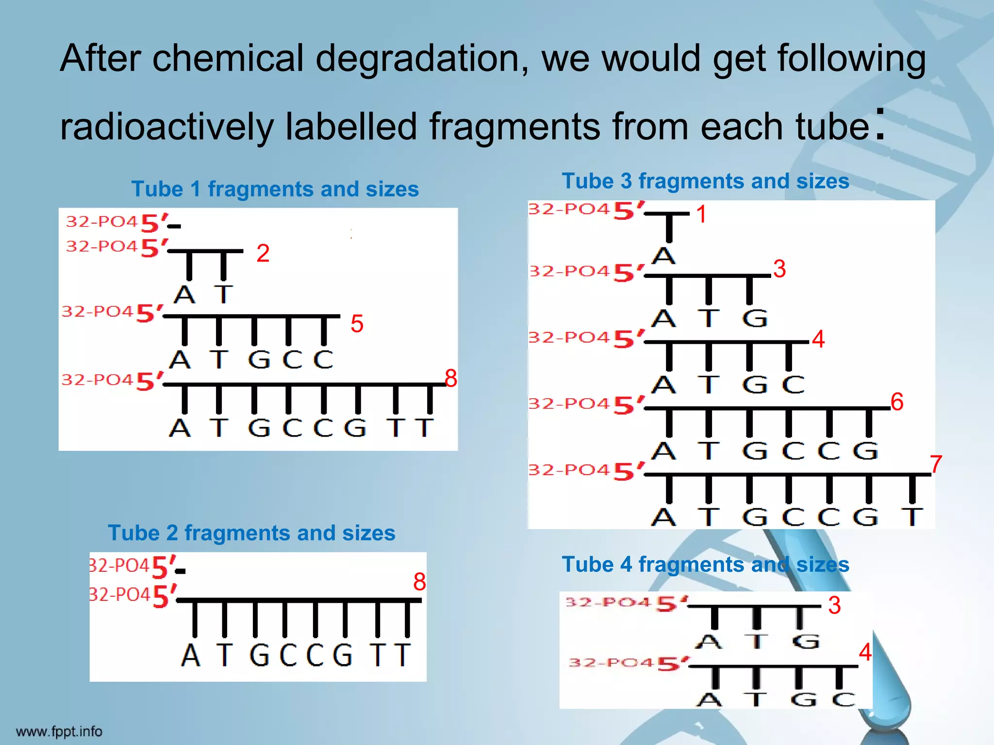 Maxam-Gilbert method of DNA sequencing | PPT