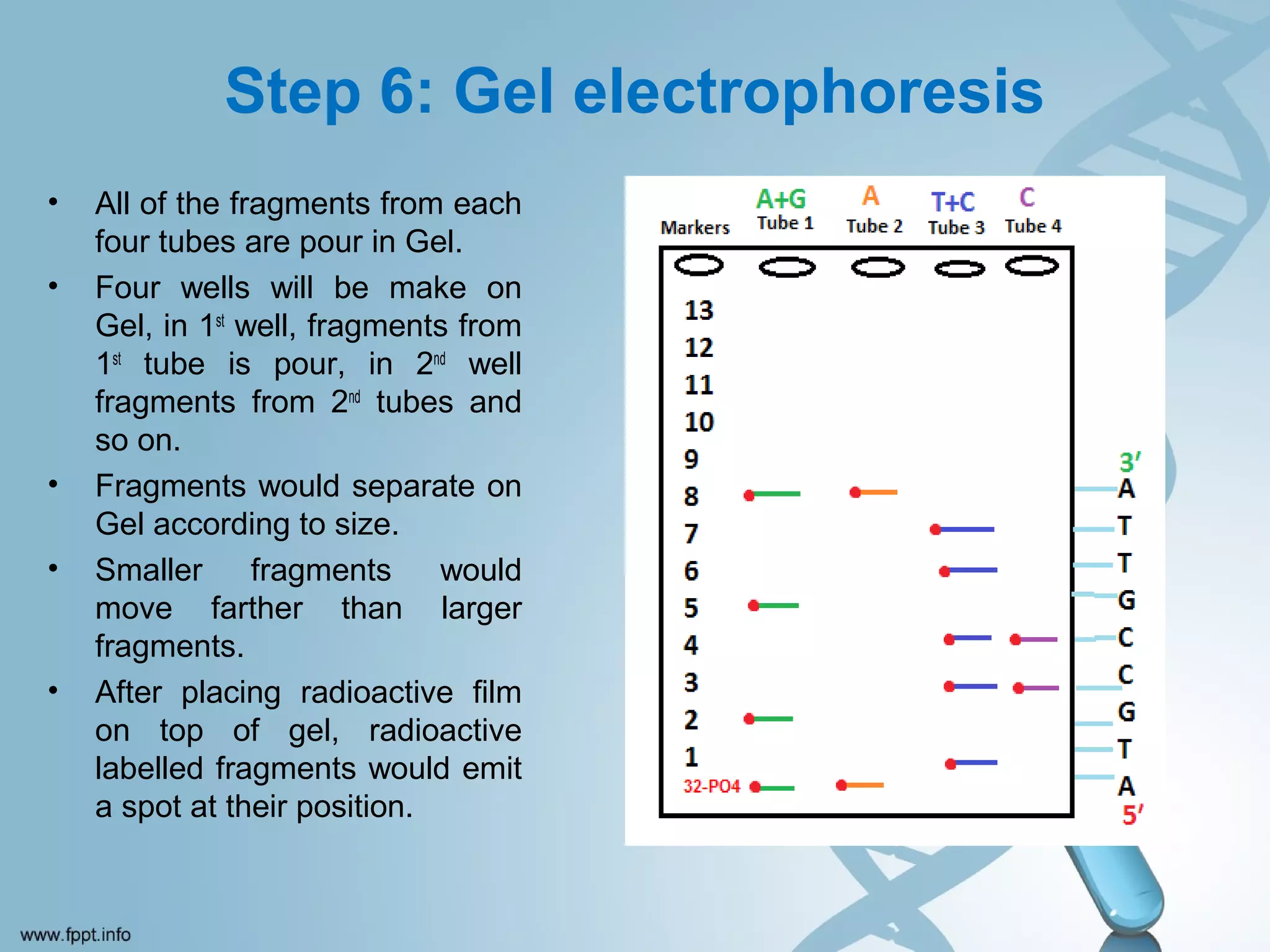 Maxam-Gilbert method of DNA sequencing | PPT