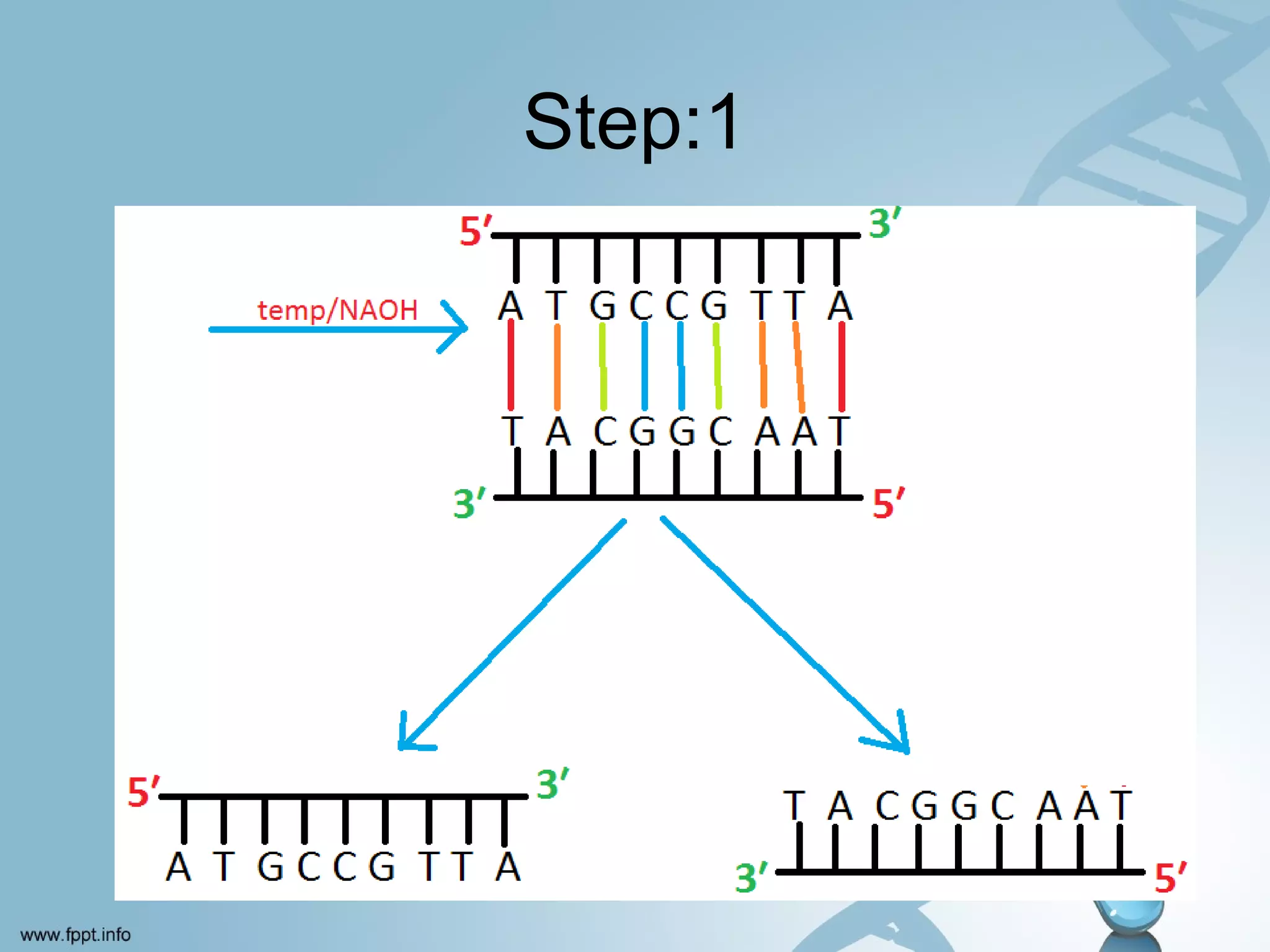 Maxam-Gilbert method of DNA sequencing | PPT