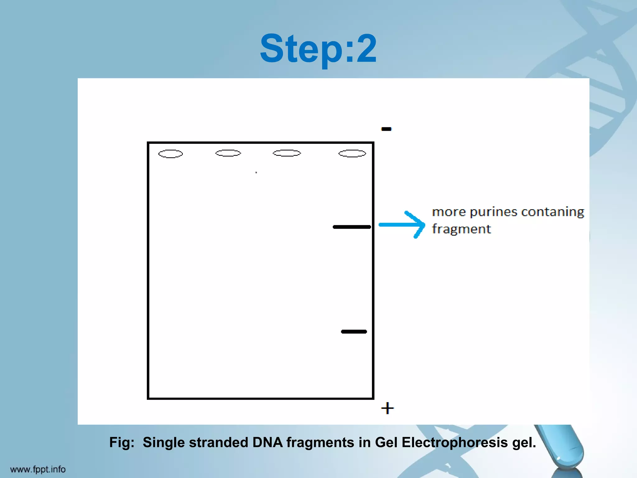 Maxam-Gilbert method of DNA sequencing | PPT