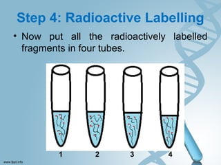 Maxam-Gilbert method of DNA sequencing | PPT