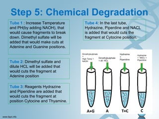 Maxam-Gilbert method of DNA sequencing | PPT