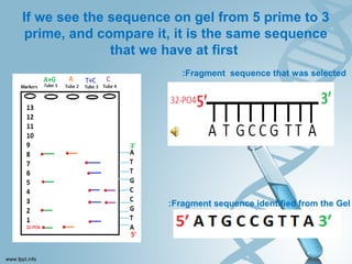 Maxam-Gilbert method of DNA sequencing | PPT