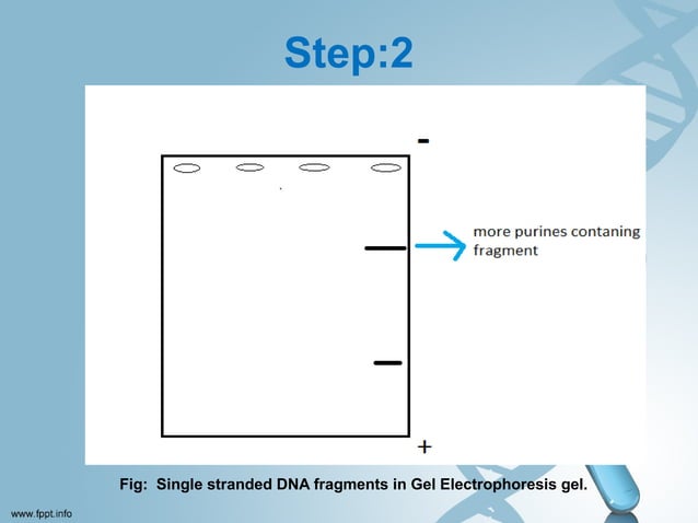 Maxam-Gilbert method of DNA sequencing | PPT | Chemistry | Science