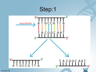 Maxam-Gilbert method of DNA sequencing | PPT