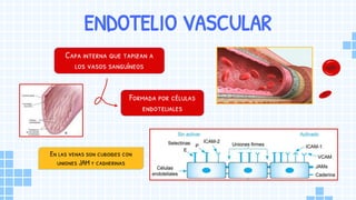 597346734-p2-Endotelio-CBNFNFNVascular.pptx