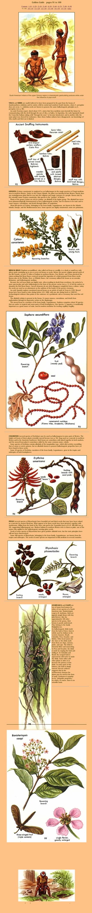 Plantas Alucinógenas. La Guia de Oro. Evan Schuld. | PDF
