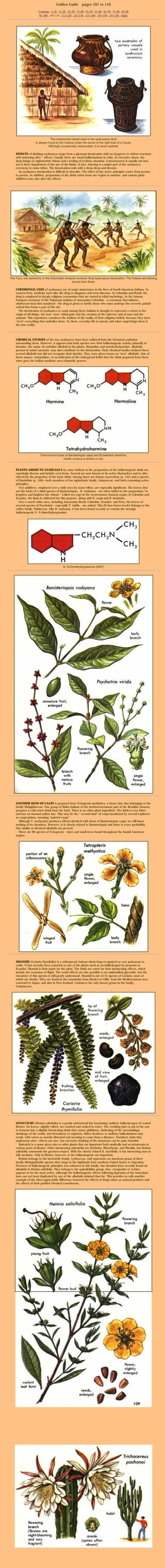 Plantas Alucinógenas. La Guia de Oro. Evan Schuld. | PDF