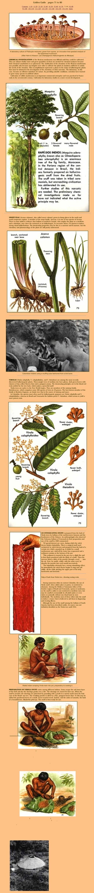 Plantas Alucinógenas. La Guia de Oro. Evan Schuld. | PDF
