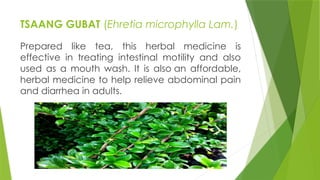 599398479-Top-10-Medicinal-Plants-of-the-Philippines-Ppt.pptx